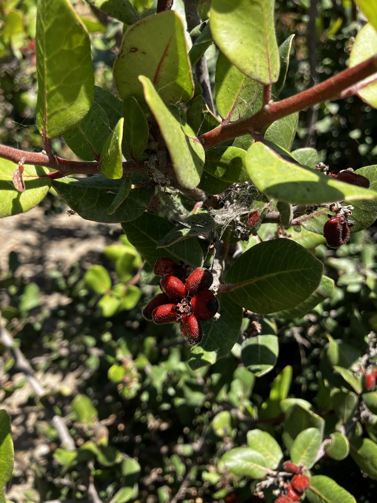 lemonade berry from Crystal Cove State Park, Newport Beach, CA, US on ...