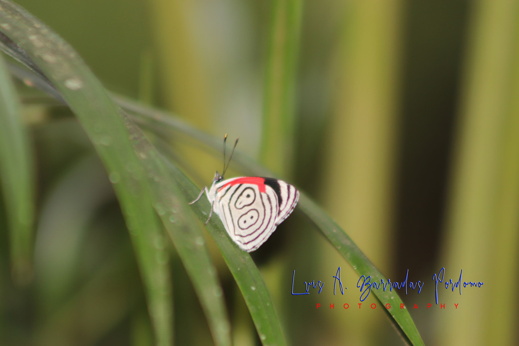 Diaethria anna anna from El Haya, Xalapa-Enríquez, Ver., México on June ...