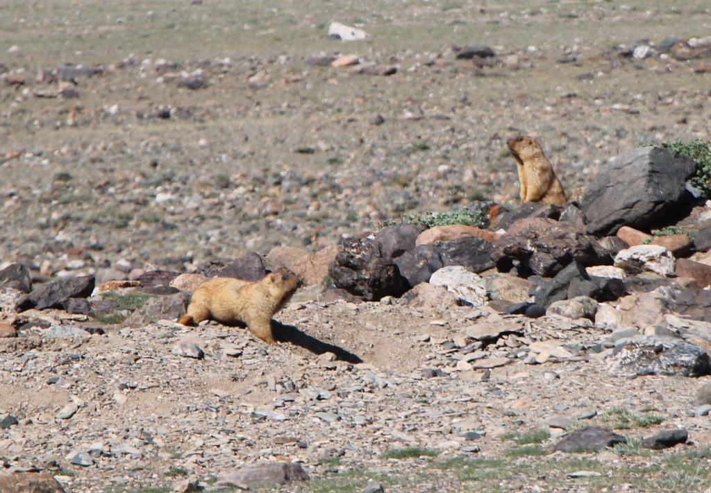 Grey Marmot from Ulaankhus, Mongolei on June 4, 2022 by Frank Walther ...