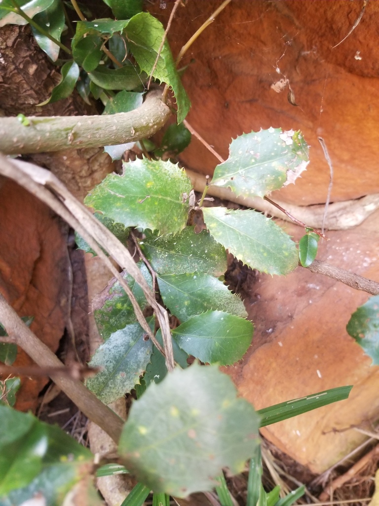 Koko Trees from Nkangala, South Africa on June 15, 2022 at 12:35 PM by ...