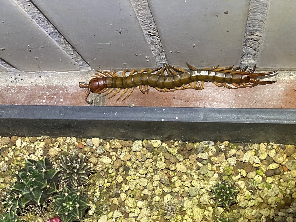 Scolopendra multidens from 北安路841巷24弄, 西湖, TW on June 19, 2022 at 07:53 ...