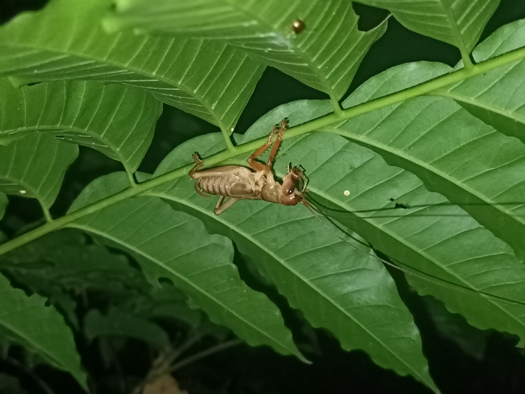 Bulldog Raspy Crickets from Diwan QLD 4873, Australia on June 17, 2022 ...