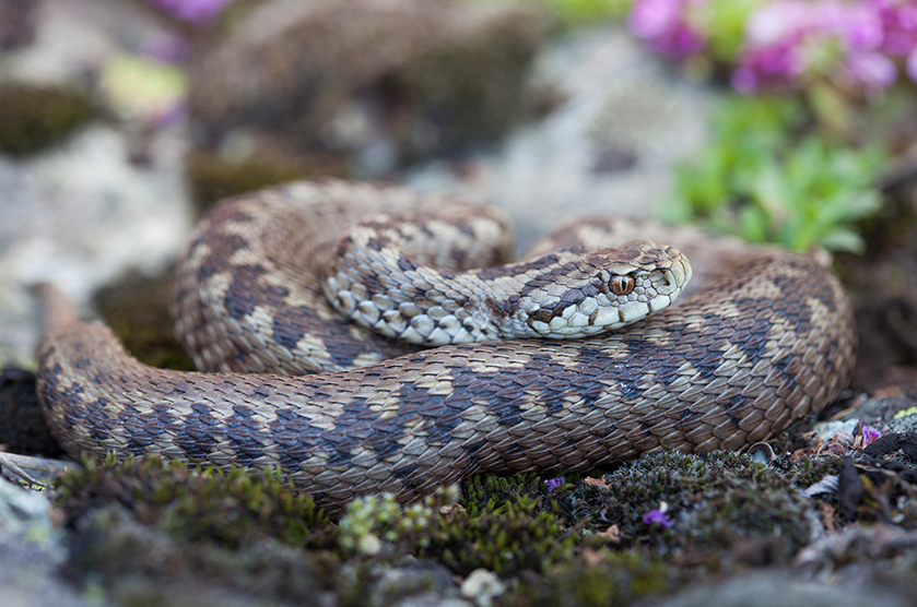 Vipera ursinii macrops in June 2014 by Frank Deschandol · iNaturalist