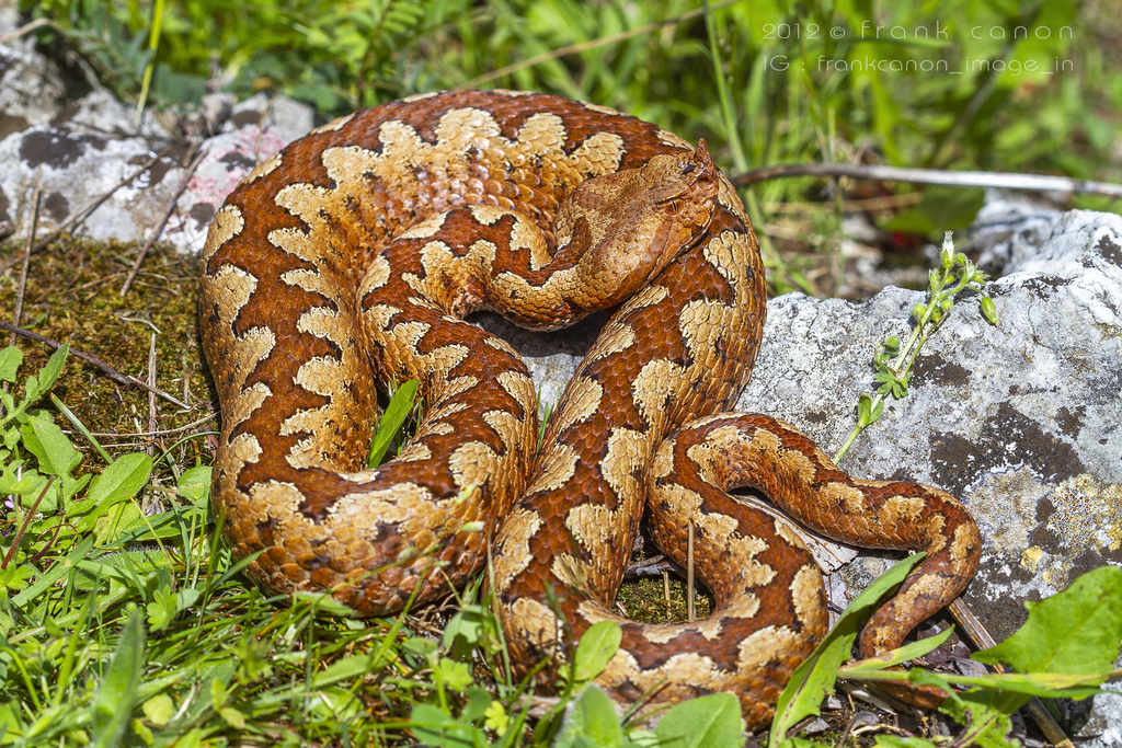 Nose-horned Viper in April 2012 by Frank Deschandol · iNaturalist