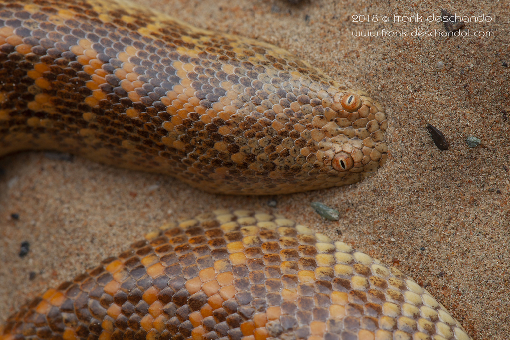 Arabian Sand Boa from Al Batayih - Sharjah - Émirats arabes unis on May ...