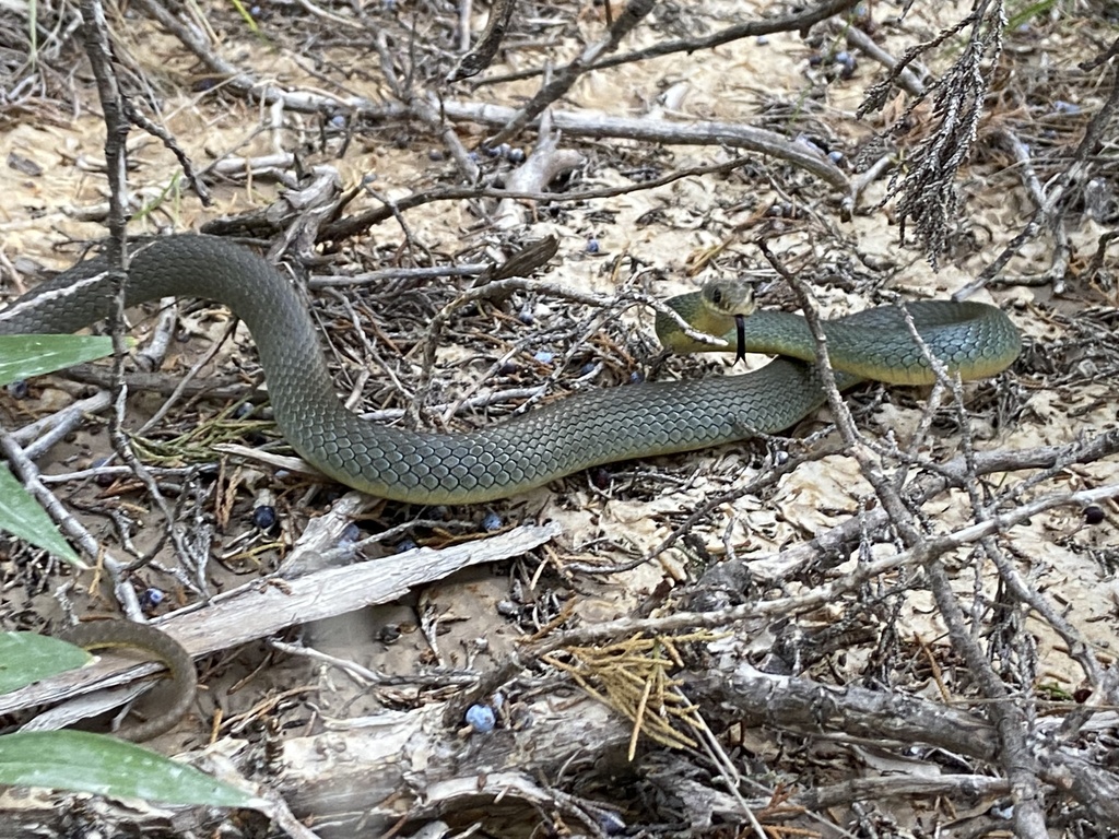 North American Racer from Badlands National Park, Long Valley, SD, US ...