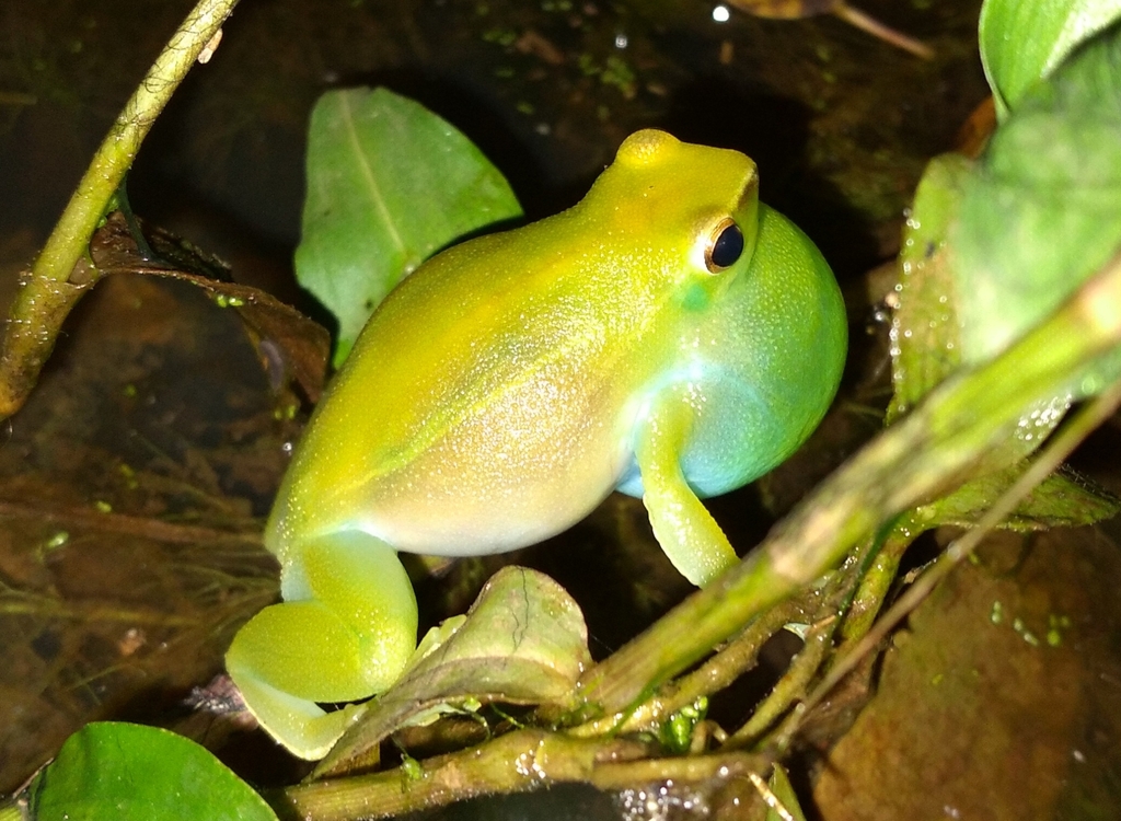 Greater Hatchet-faced Tree Frog from Couva-Tabaquite-Talparo Regional ...