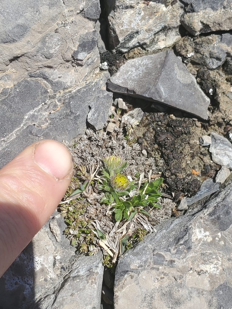 Alpine Yellow Fleabane from Kananaskis, AB T0L 2H0, Canada on June 18 ...