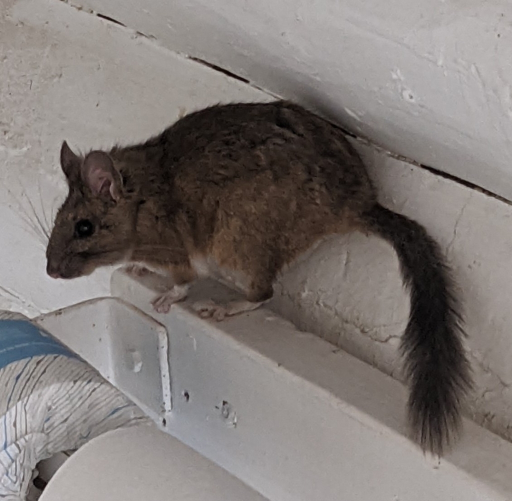 Bushy-tailed Woodrat from South Fork, CO 81154, USA on June 17, 2022 at ...
