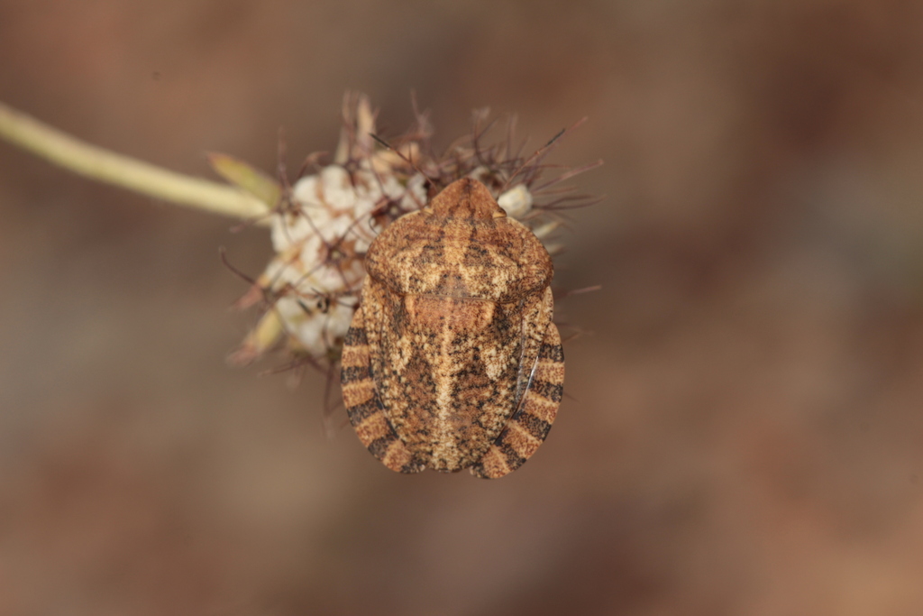 Eurygaster hottentotta from 34800 Mérifons, France on June 18, 2022 at ...