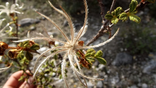 Cowania plicata · iNaturalist