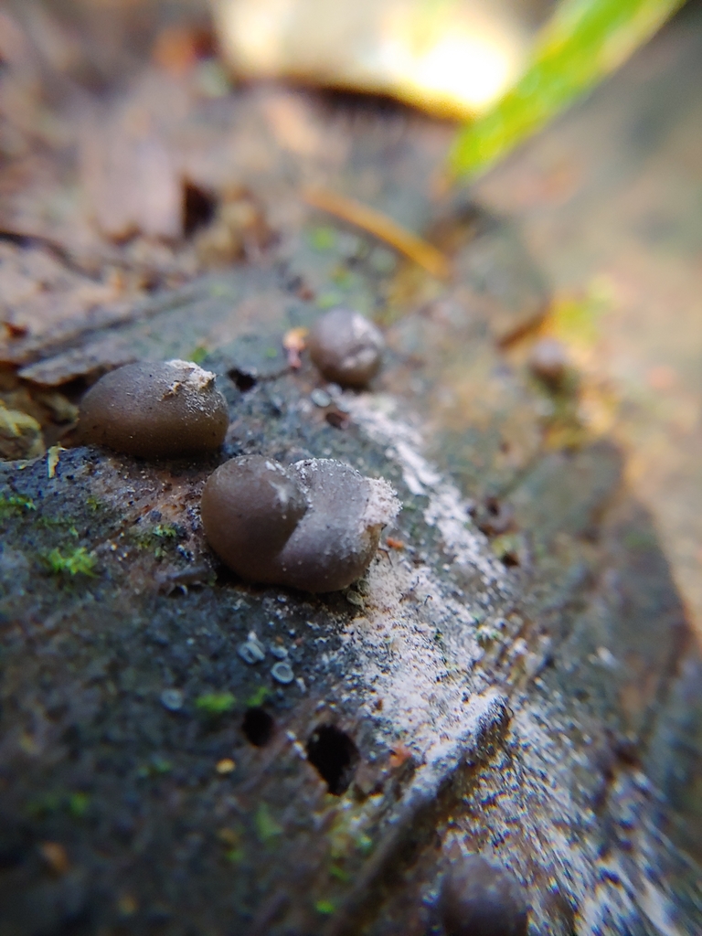 Wolf's Milk from Clinton, WA 98236, USA on June 18, 2022 at 07:09 PM by ...