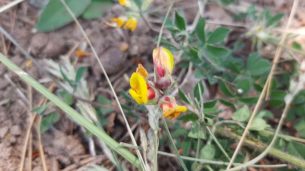 Clustered Broom in June 2022 by Sara Angelini · iNaturalist