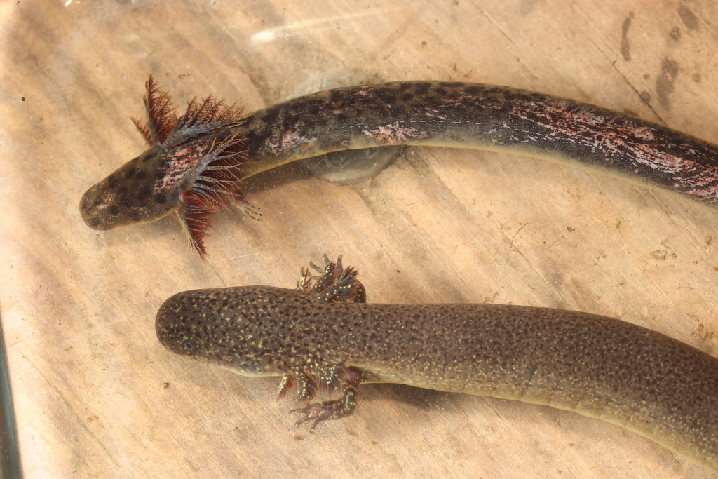 Reticulated Siren in July 2018 by captainjack0000. Top one. Bottom one ...