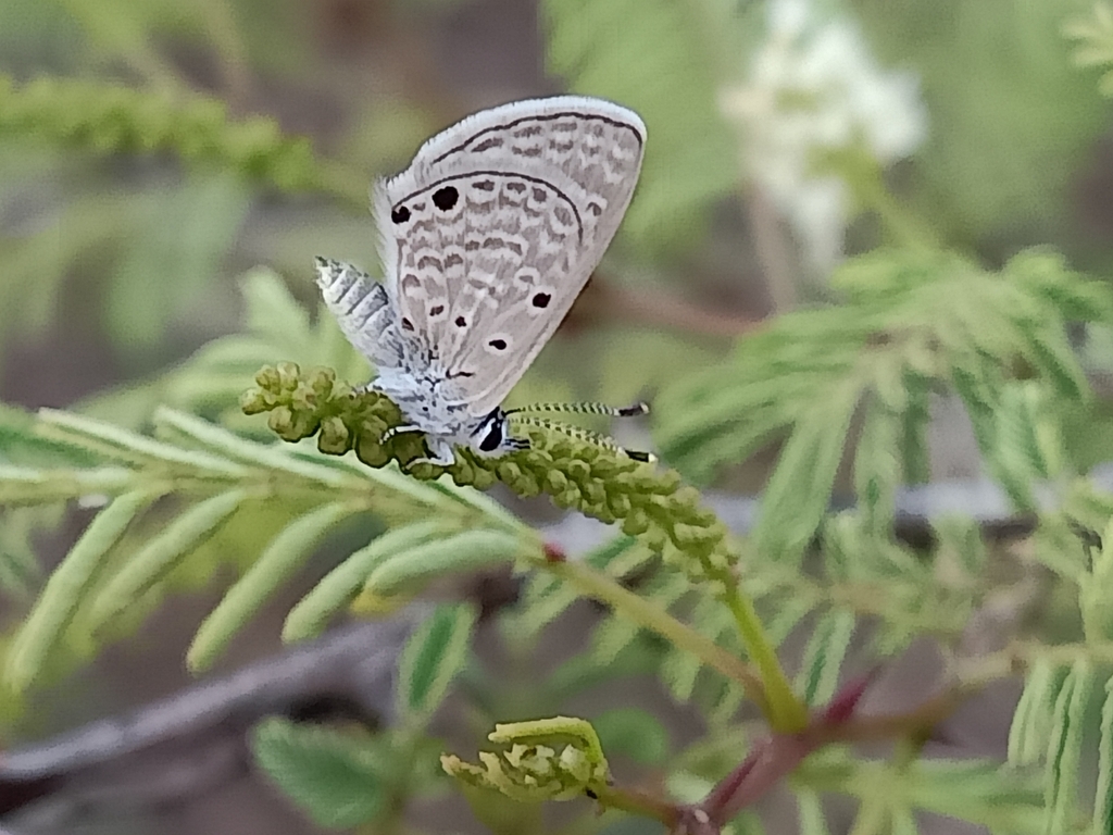 Bright Babul Blue from Lohegaon on June 19, 2022 at 06:37 PM by खांदवे ...