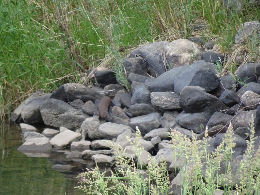American Mink from Arapaho & Roosevelt National Forests Pawnee National ...