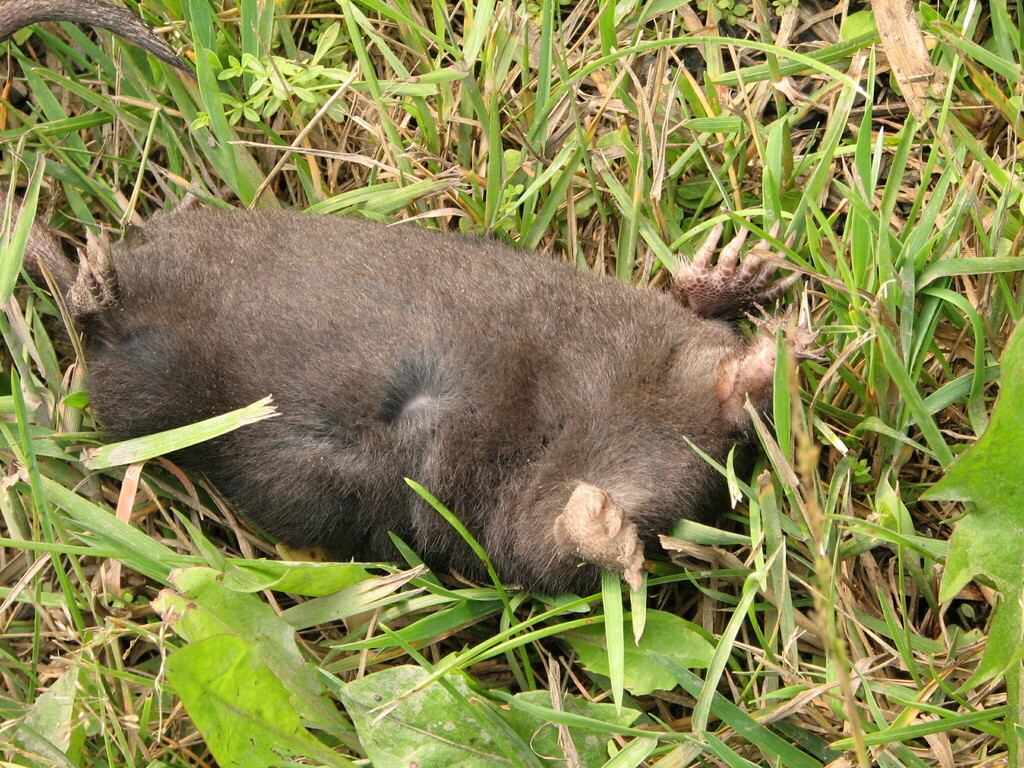 Star-nosed Mole from 14905 Rue Sherbrooke E, Montréal, QC H1A 4G4 ...