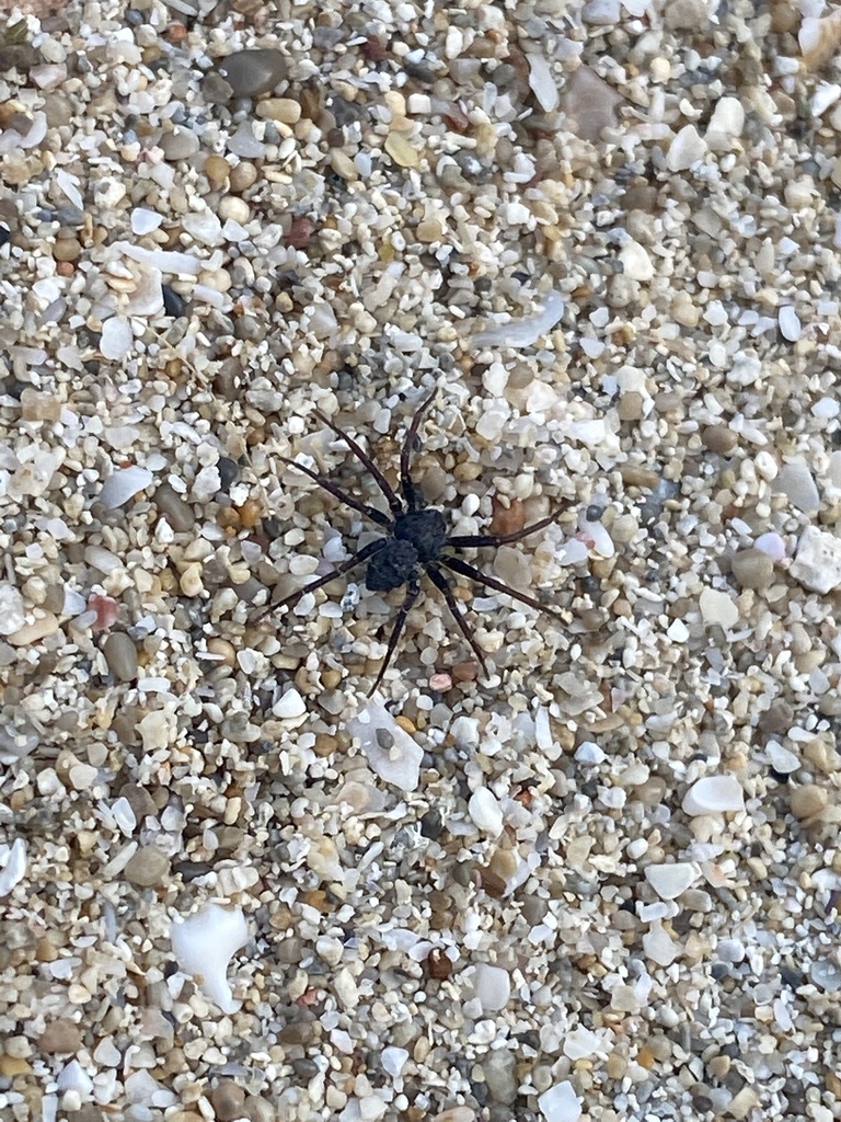 Entelegyne Spiders from Mallorca, Santanyí, Baléares, ES on June 19 ...