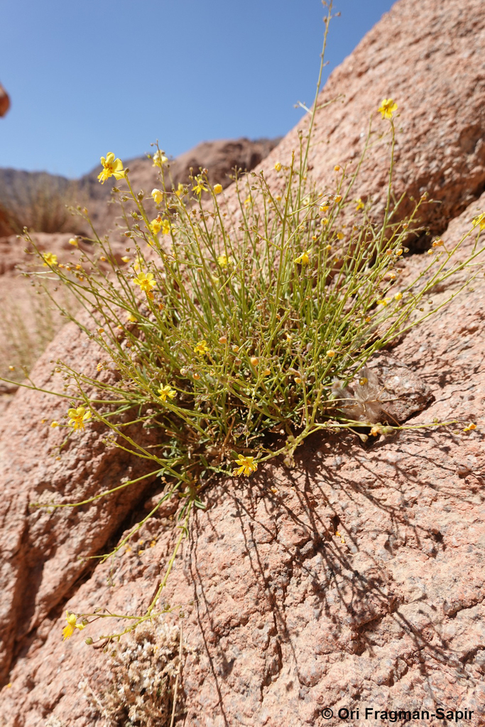 Verbascum decaisneanum from Sant Katrin, Janub Sina', Egypt on June 14 ...