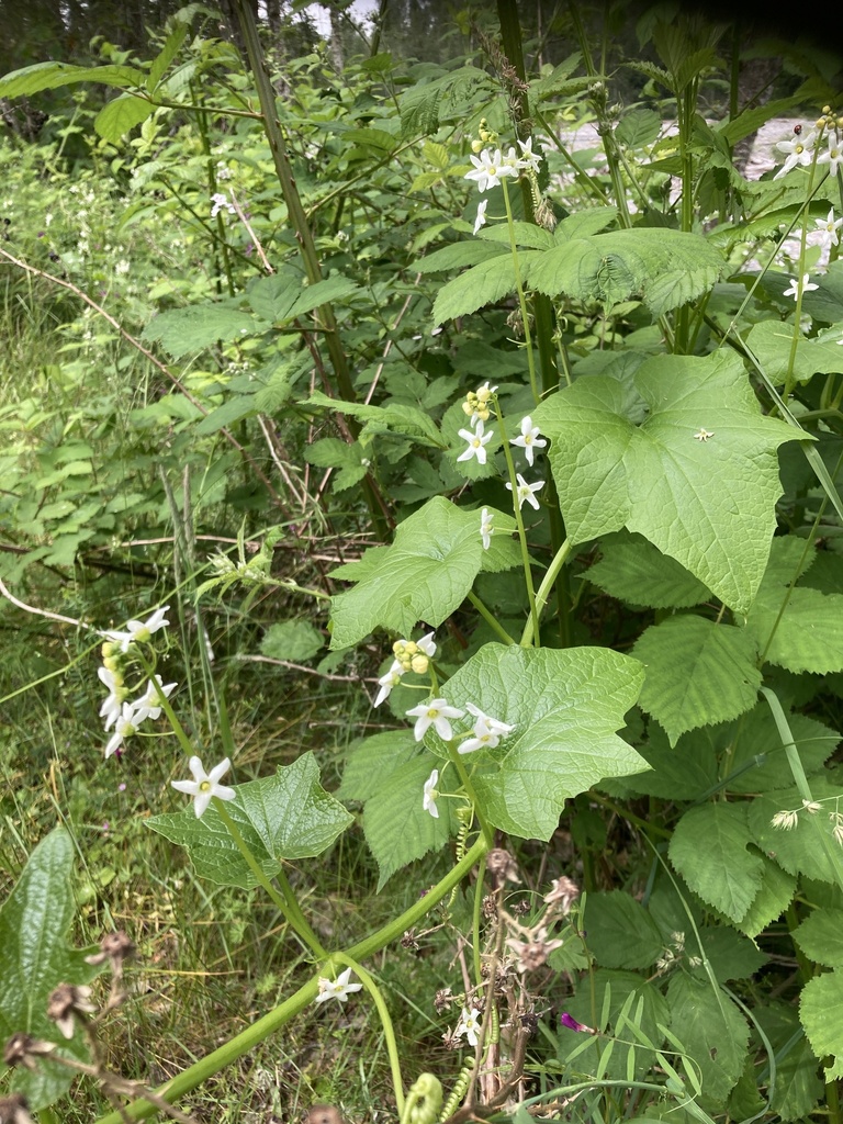 coastal manroot from Foothills Trail, Orting, WA, US on June 19, 2022 ...