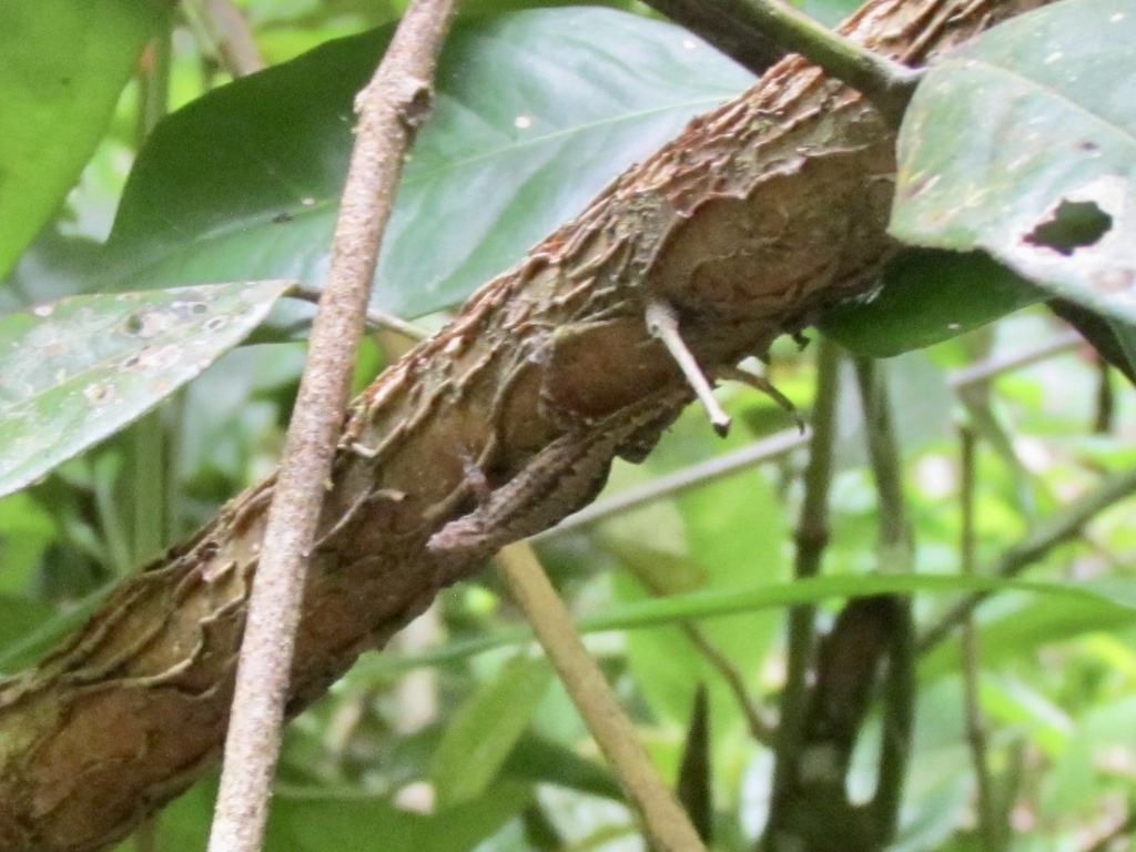 Bridled Forest Gecko from Trinidad, Trinidad and Tobago, TT on June 14 ...