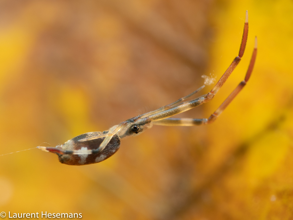 Feather-legged Spiders from San José Province, Pérez Zeledón, Costa ...