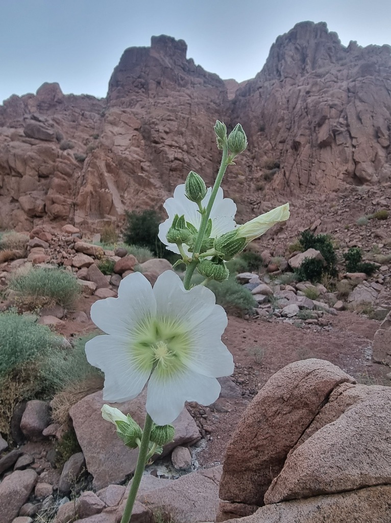 Alcea striata from Saint Catherine, South Sinai Governorate, מצרים on ...