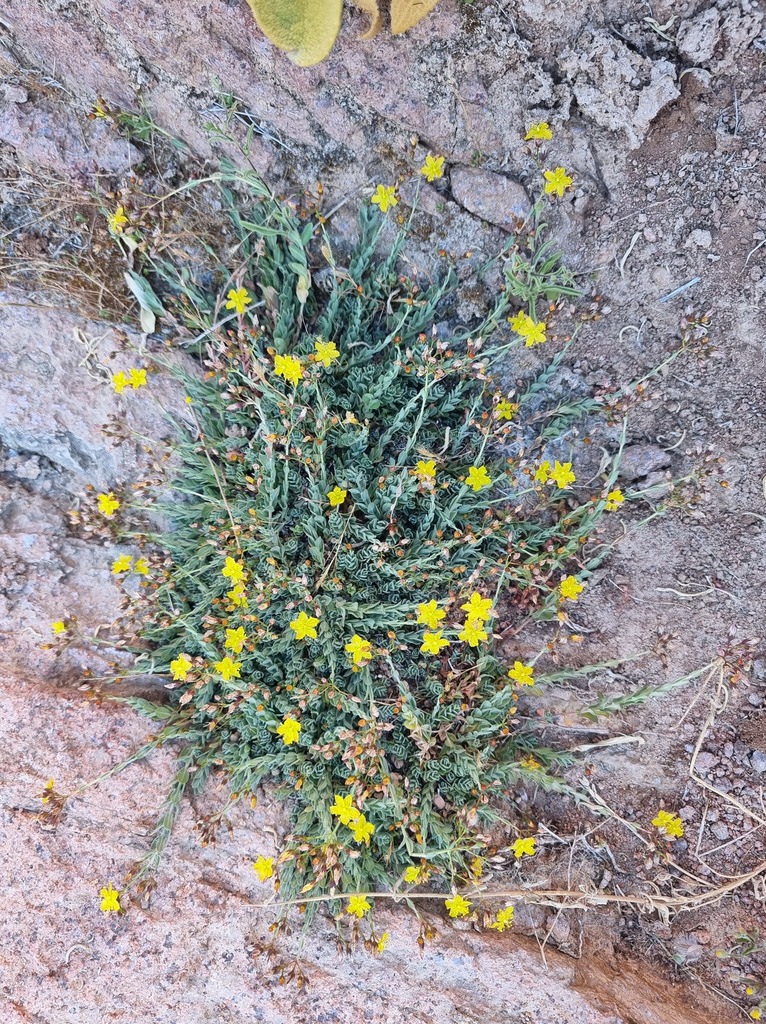 Hypericum sinaicum from Sant Katrin, Janub Sina', Egypt on June 14 ...