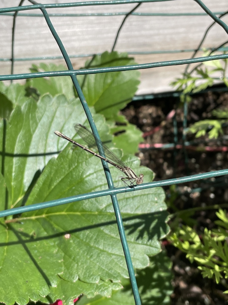 Violet Dancer from S Michigan Ave, Greensburg, IN, US on June 19, 2022 ...