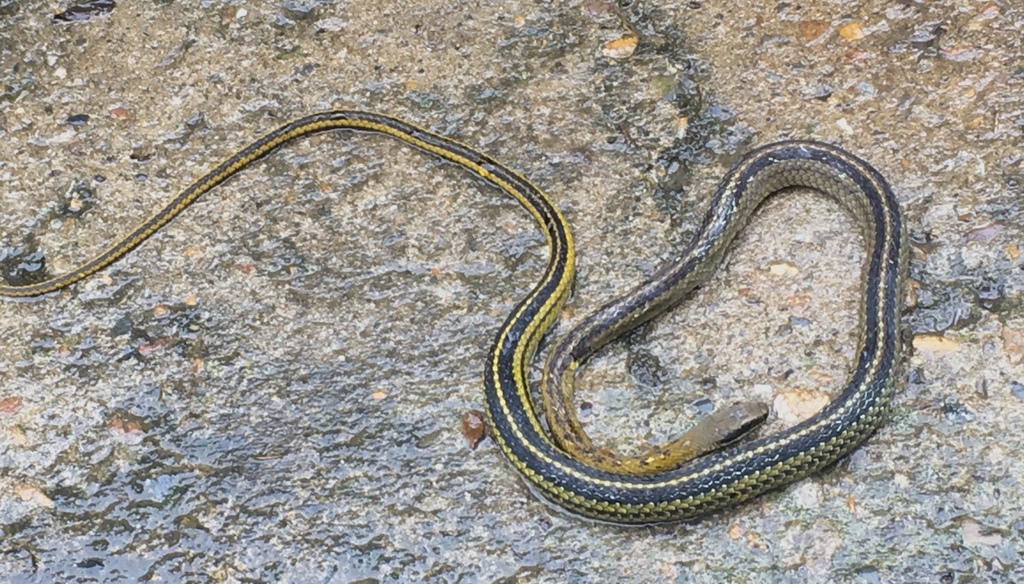 Forest Racer in June 2022 by orlandomg · iNaturalist