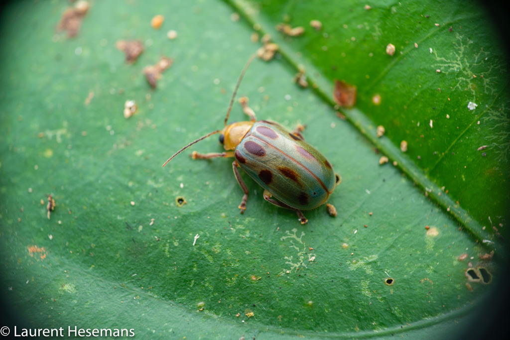 Exora obsoleta from San José Province, Pérez Zeledón, Costa Rica on ...