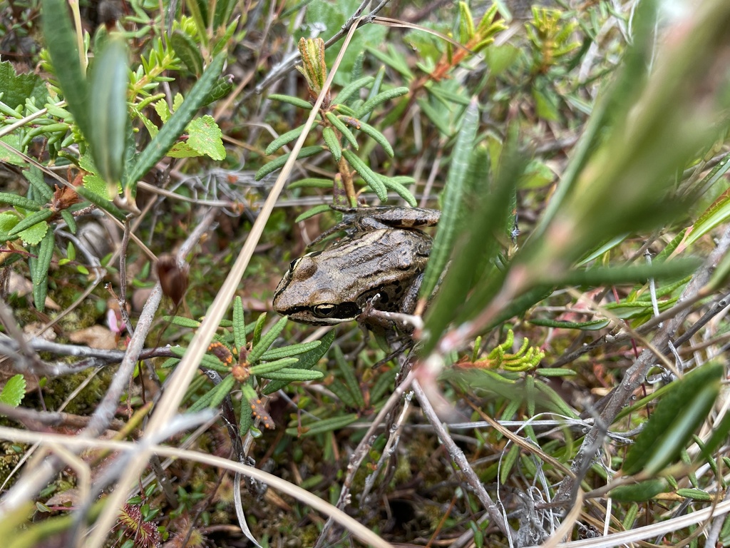 Wood Frog from Beluga, AK, US on June 18, 2022 at 02:59 PM by Feipeng ...