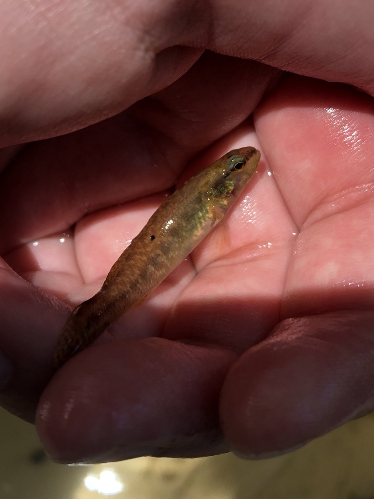 Johnny Darter from Fall Creek Church Rd, Bennett, NC, US on June 18 ...