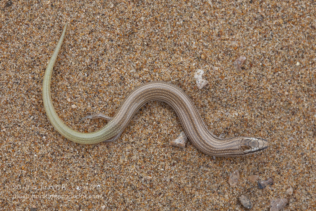 Dumeril's Wedge-snouted Skink in August 2018 by Frank Deschandol ...