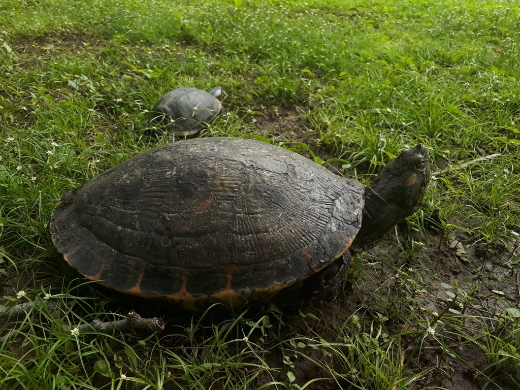 Trachemys grayi emolli from La Mákina Natural Reserve on June 19, 2022 ...