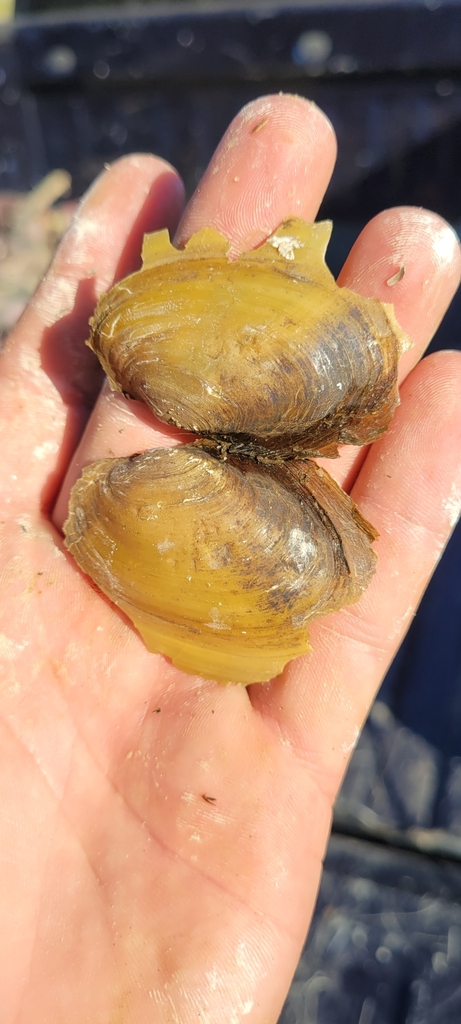 Fragile Papershell in June 2022 by Brandon Brooke · iNaturalist