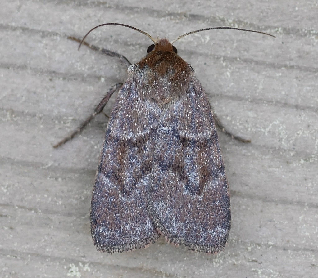 Sundew Cutworm Moth from County Road 117, Bracebridge, ON, CA on June ...