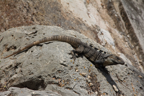 Mexico-Flora & Fauna, annemirdl · iNaturalist