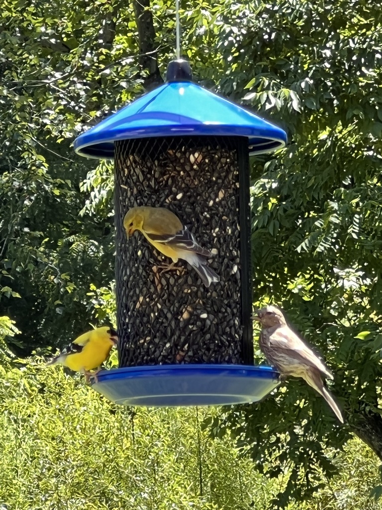 American Goldfinch from Wellington Dr, Lynchburg, VA, US on June 19 ...