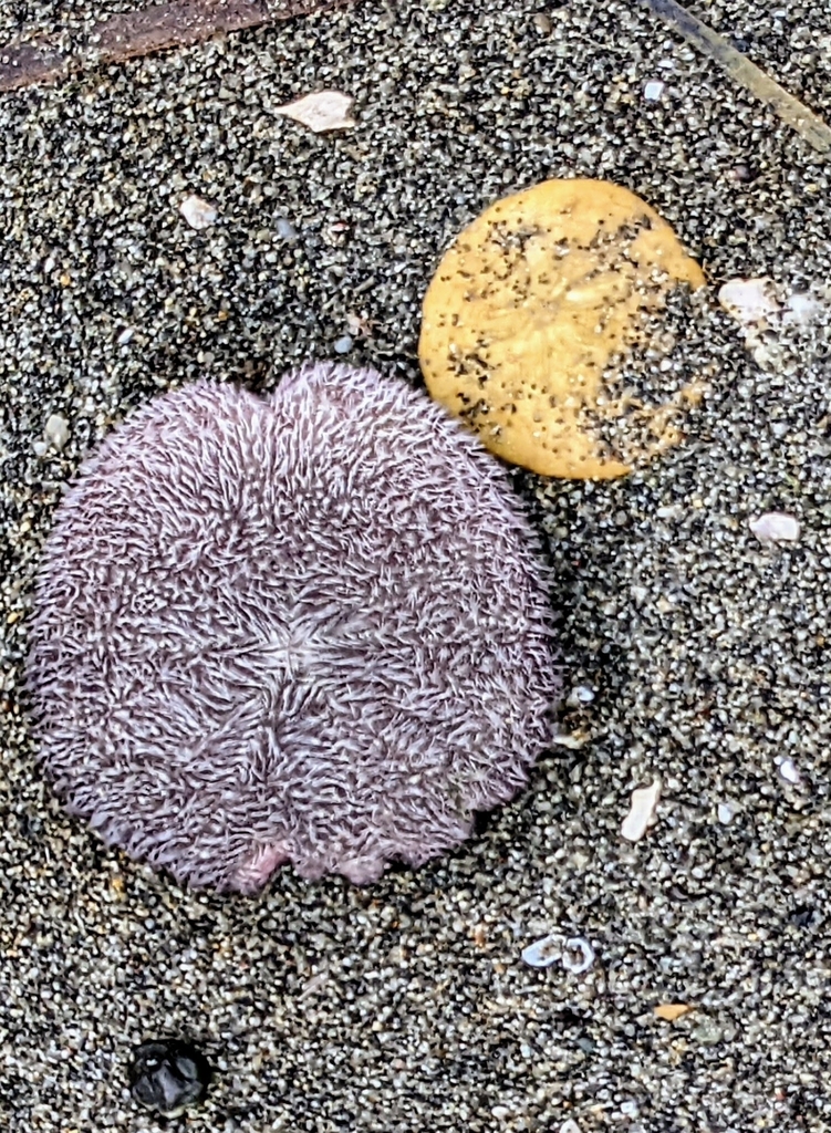 Common Sand Dollar on June 15, 2022 at 11:46 AM by Jillian Diner ...