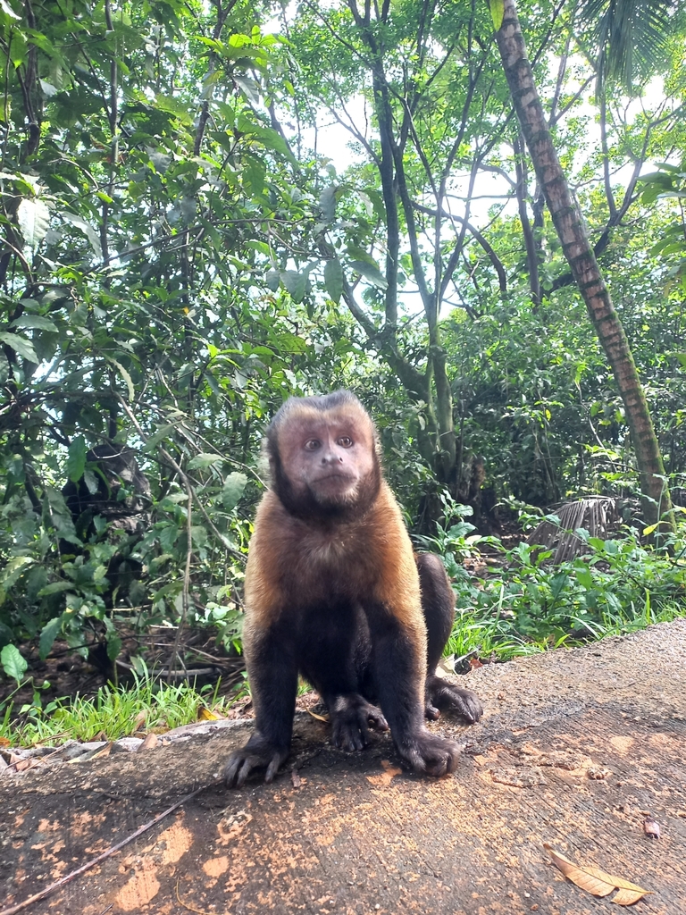 Brown Capuchin from Insula Royale, 7CQ5+574, Cayenne, Guyane française ...