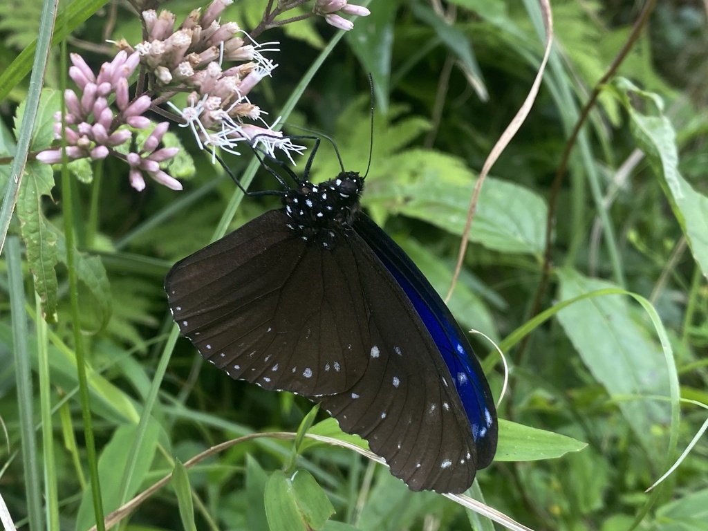Striped Blue Crow from TW on June 20, 2022 at 10:45 AM by Littlejump ...