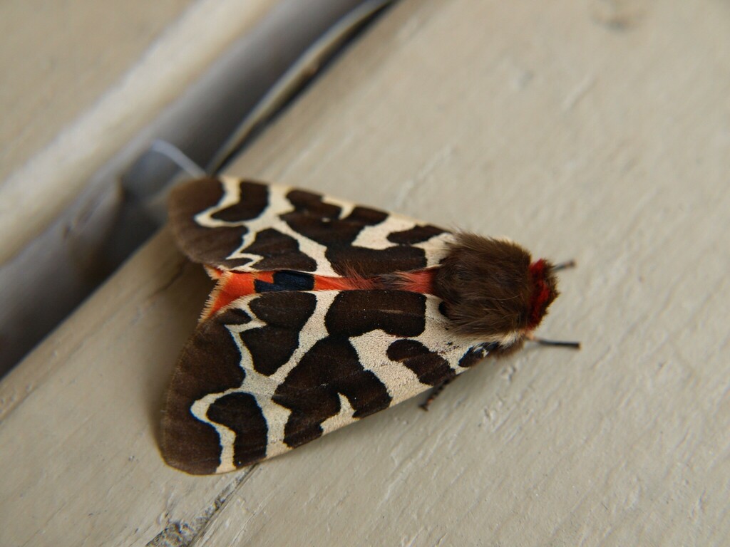 Opulent Tiger Moth from Healy, AK, USA on July 30, 2011 at 11:19 AM by ...