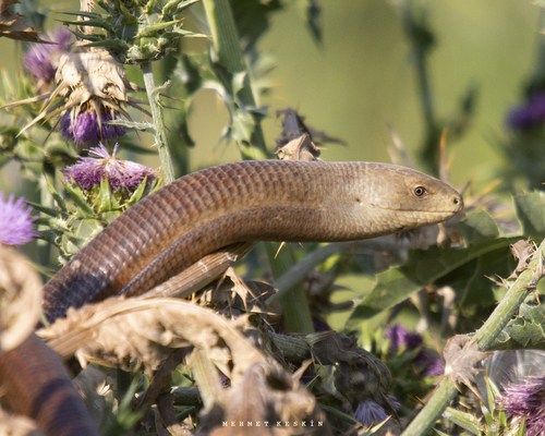 European Legless Lizard