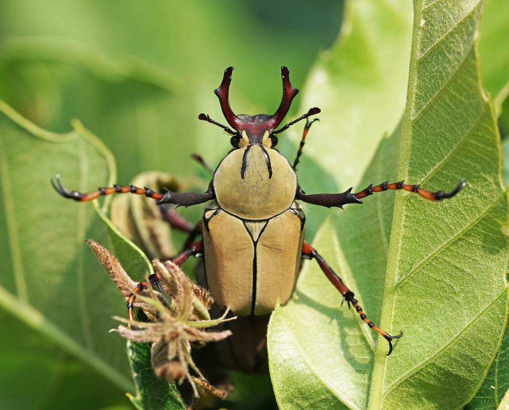 Dicronocephalus bowringi from 牟平区, 烟台市, 山东省, CN on June 20, 2022 at 04: ...