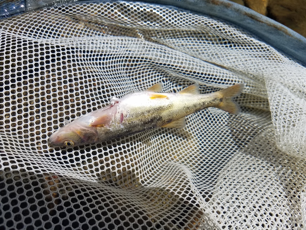 Umpqua Pikeminnow from Douglas County, OR, USA on June 27, 2018 at 02: ...