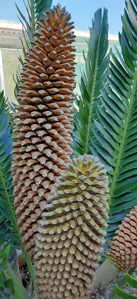 Natal Giant Cycad in June 2022 by Nigel Barker · iNaturalist