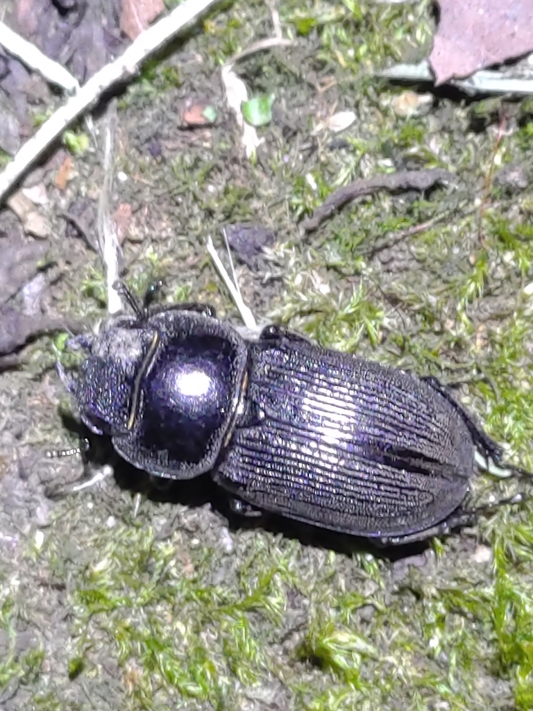 Dorcus from 957台灣台東縣海端鄉利稻村 on June 20, 2022 at 07:25 PM by 古國順 ...