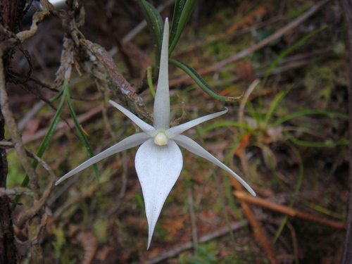Angraecum cornigerum · iNaturalist