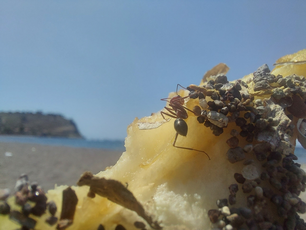 Sahara Ants and Allies from Petra, Greece on June 20, 2022 at 02:26 PM ...